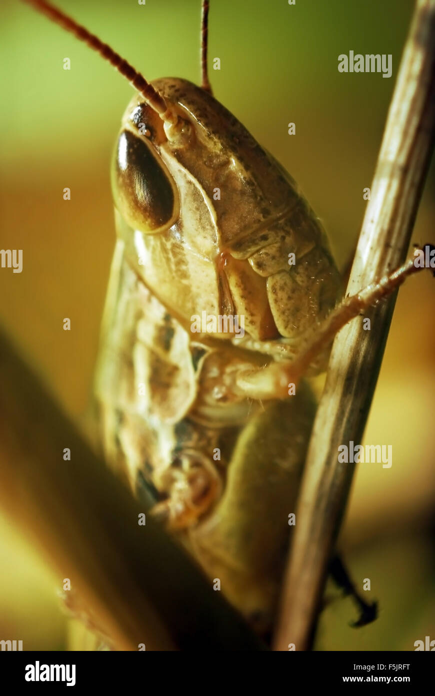 Locust hopper hi-res stock photography and images - Alamy