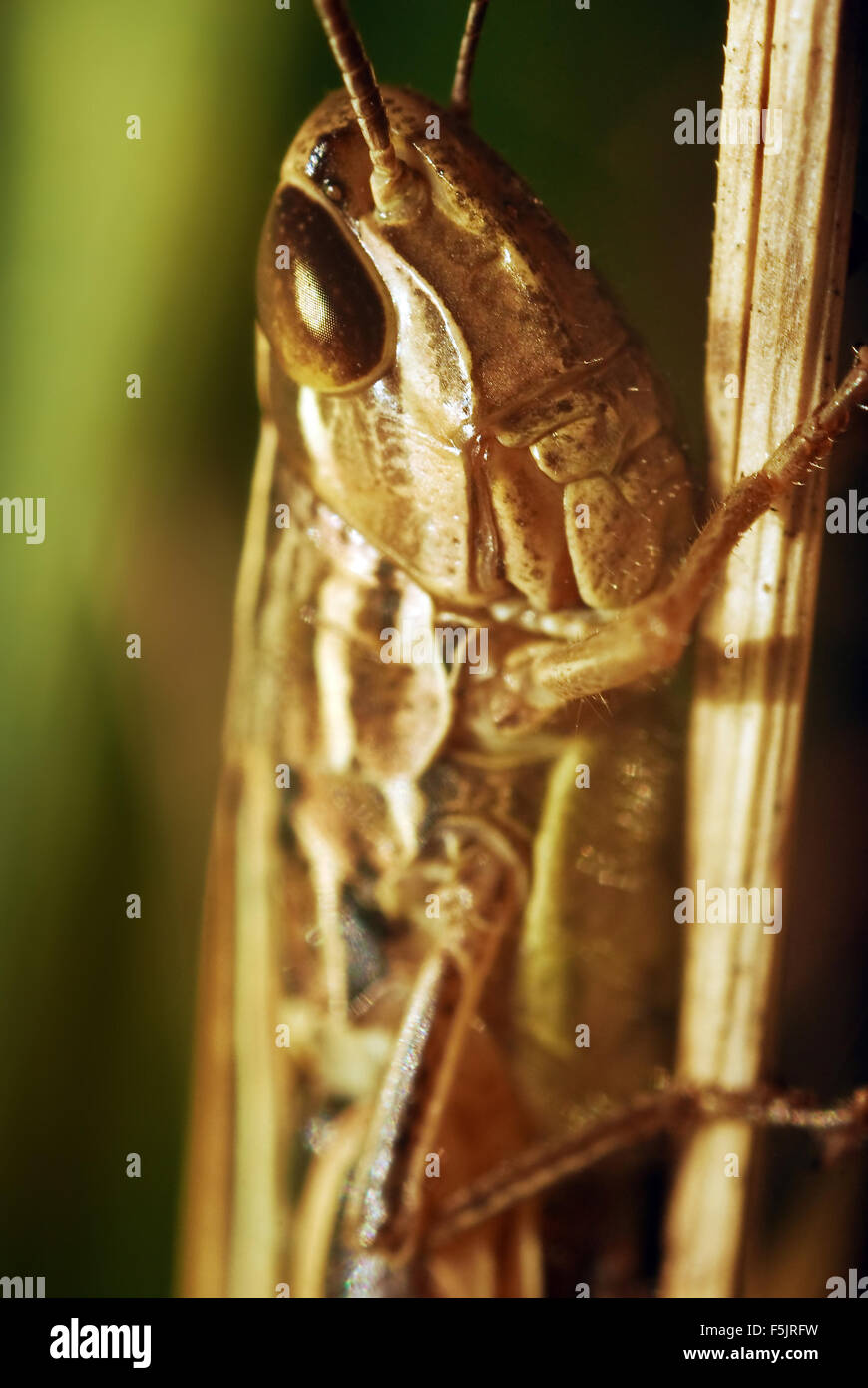 Grasshopper closeup macro hi-res stock photography and images - Alamy