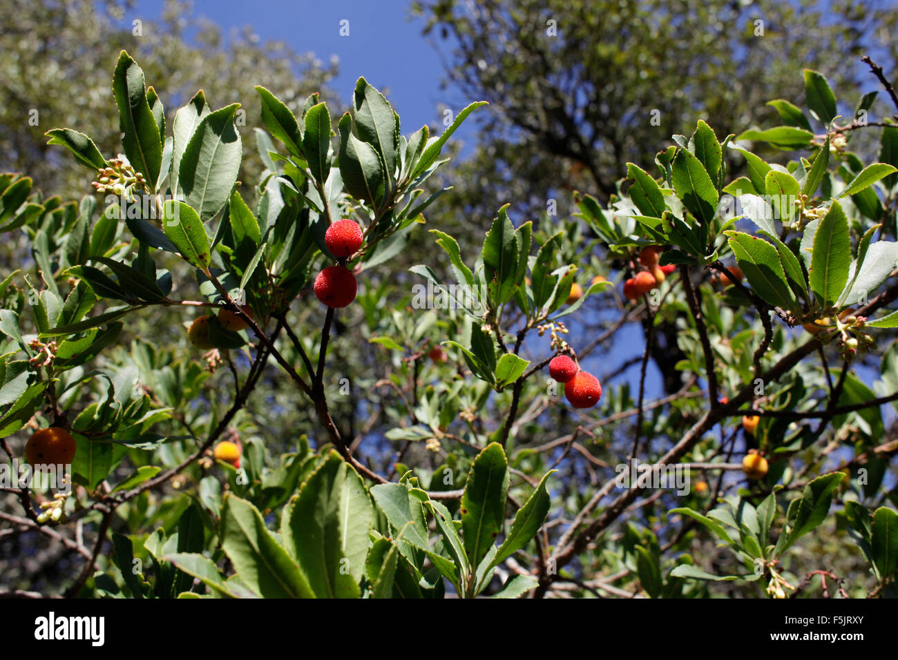 Arbutus unedo strawberry tree hi-res stock photography and images - Alamy