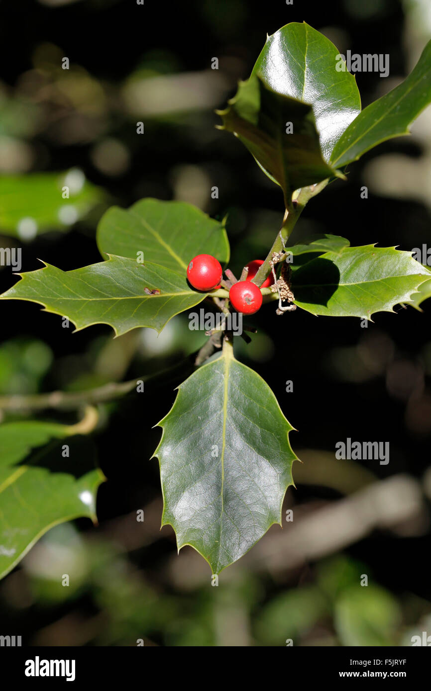 Common holly hi-res stock photography and images - Alamy