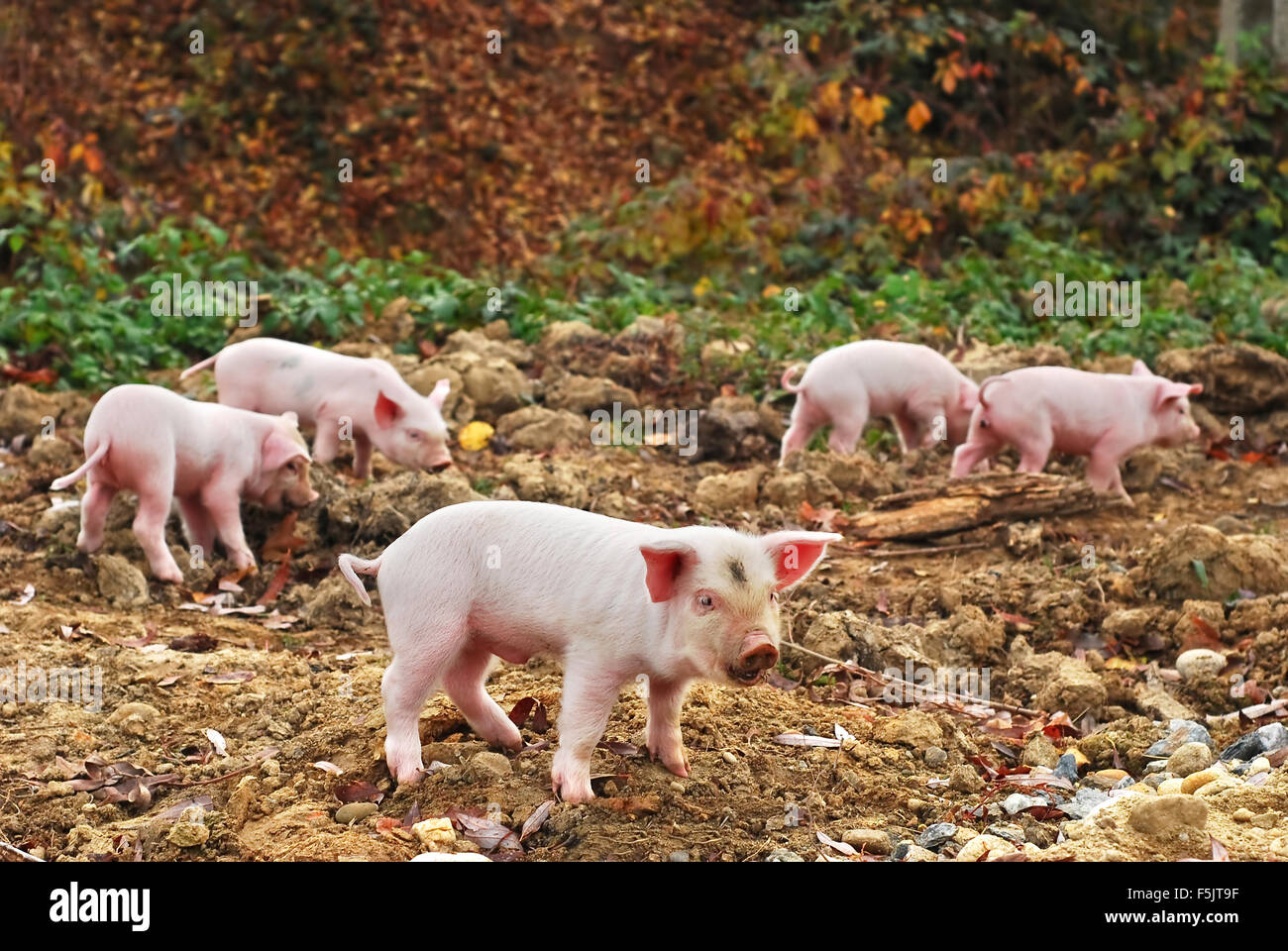 Cute baby piglets hi-res stock photography and images - Alamy