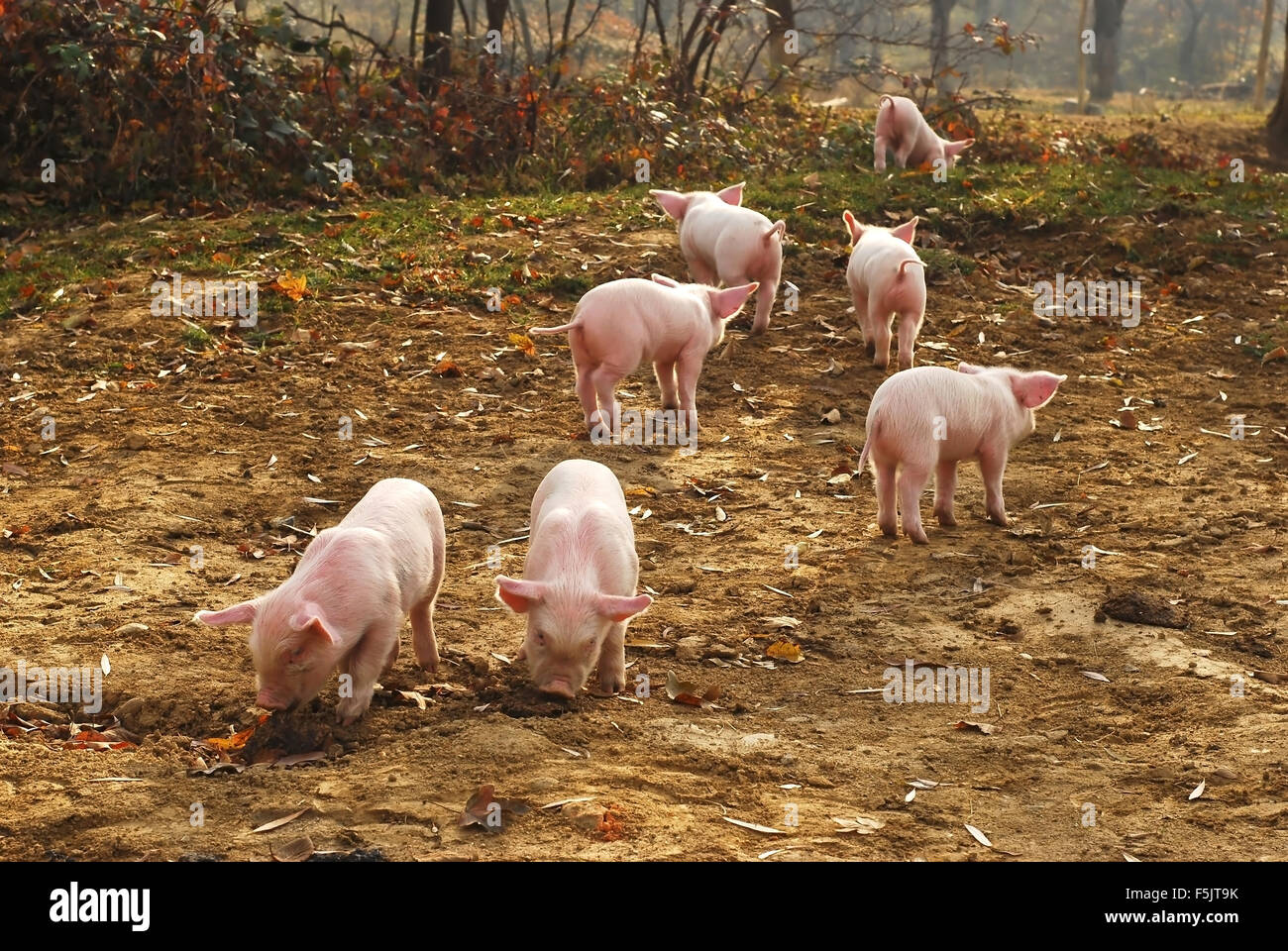 piglets running scared Stock Photo - Alamy