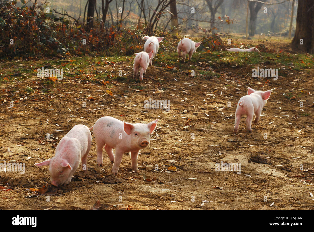 Scared pig hi-res stock photography and images - Alamy