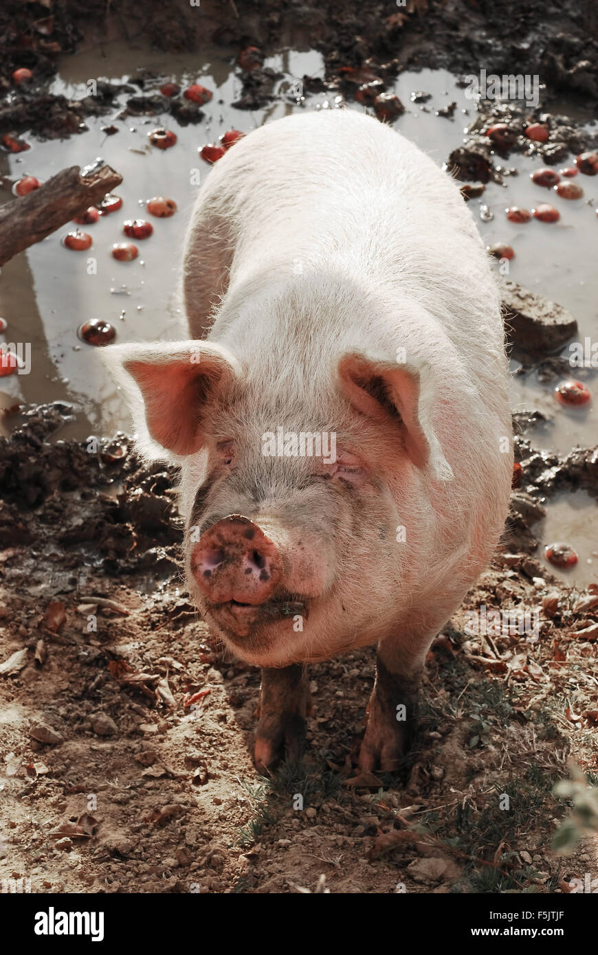 Pig mud hi-res stock photography and images - Alamy