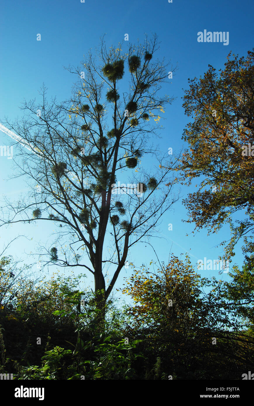 oak tree covered in European mistletoe, Limburg Netherlands Stock Photo ...