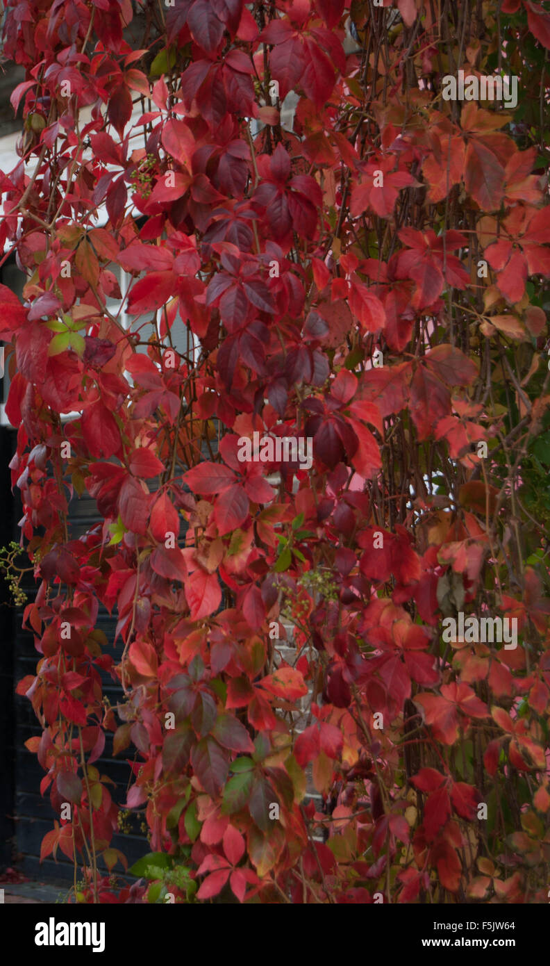 Streamers of Red Leaves Stock Photo - Alamy