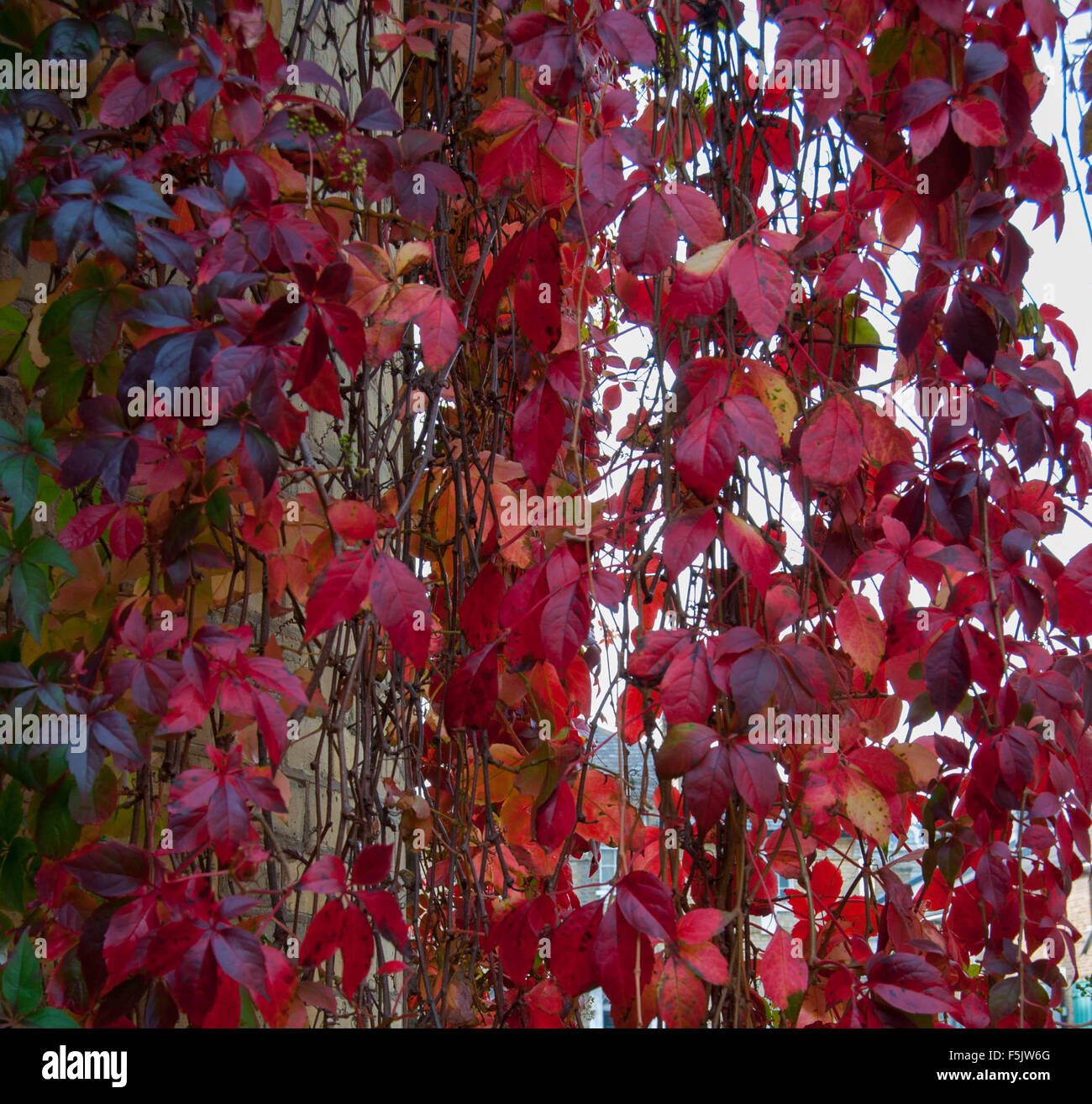 Streamers of red leaves Stock Photo - Alamy