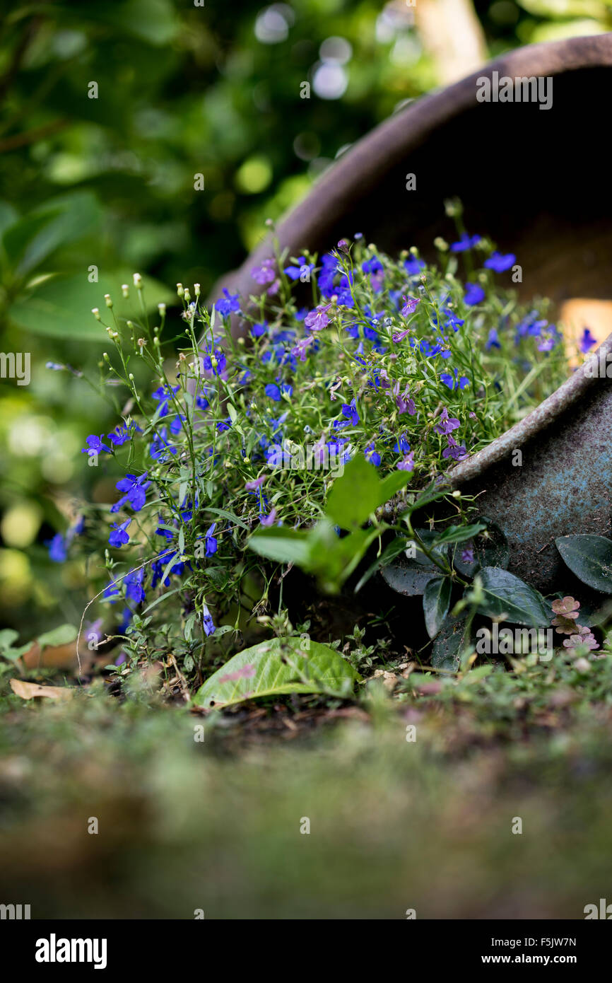 Tipped Over High Resolution Stock Photography and Images - Alamy