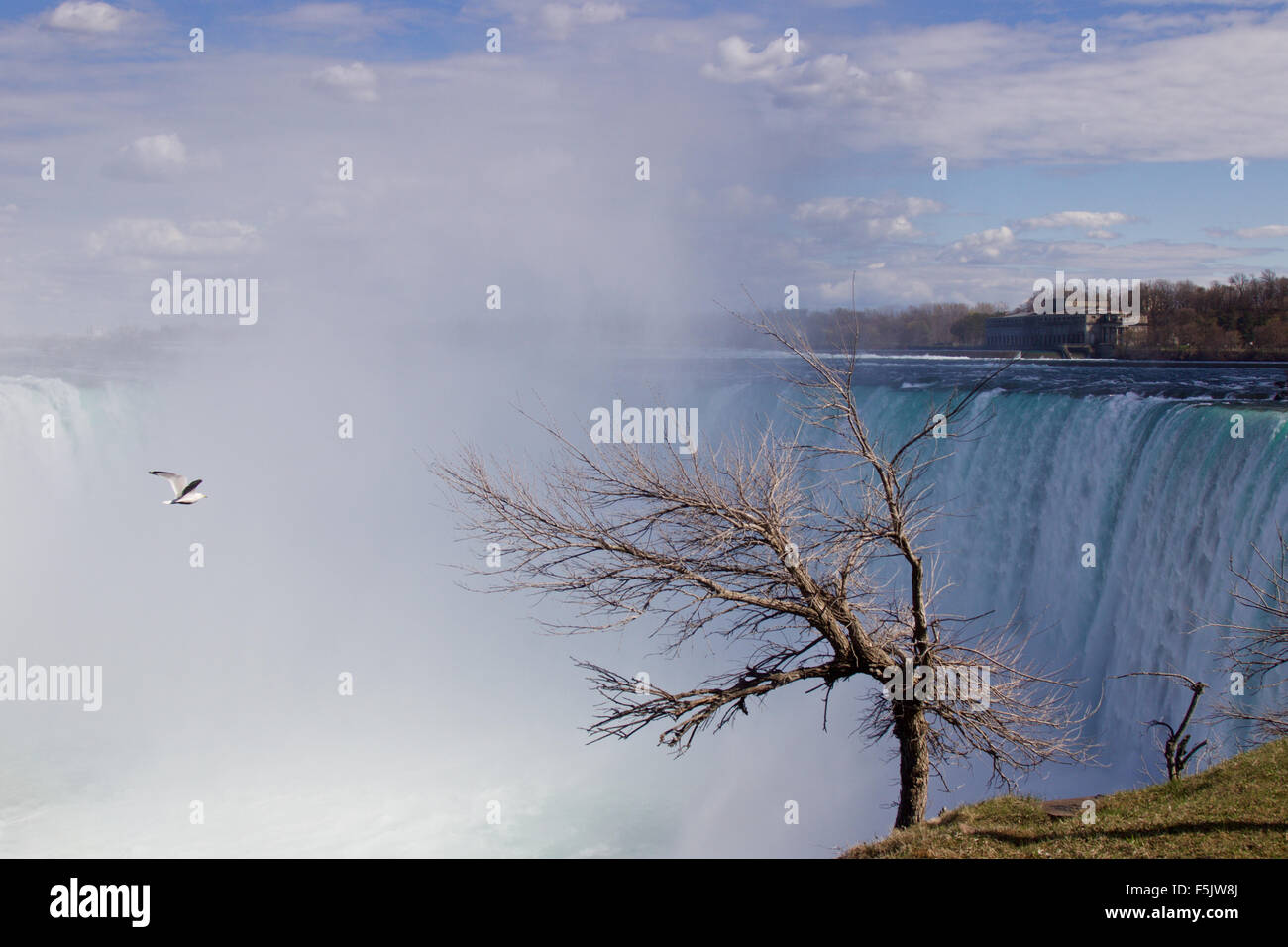 Background with a tree, gull and the Niagara falls Stock Photo - Alamy