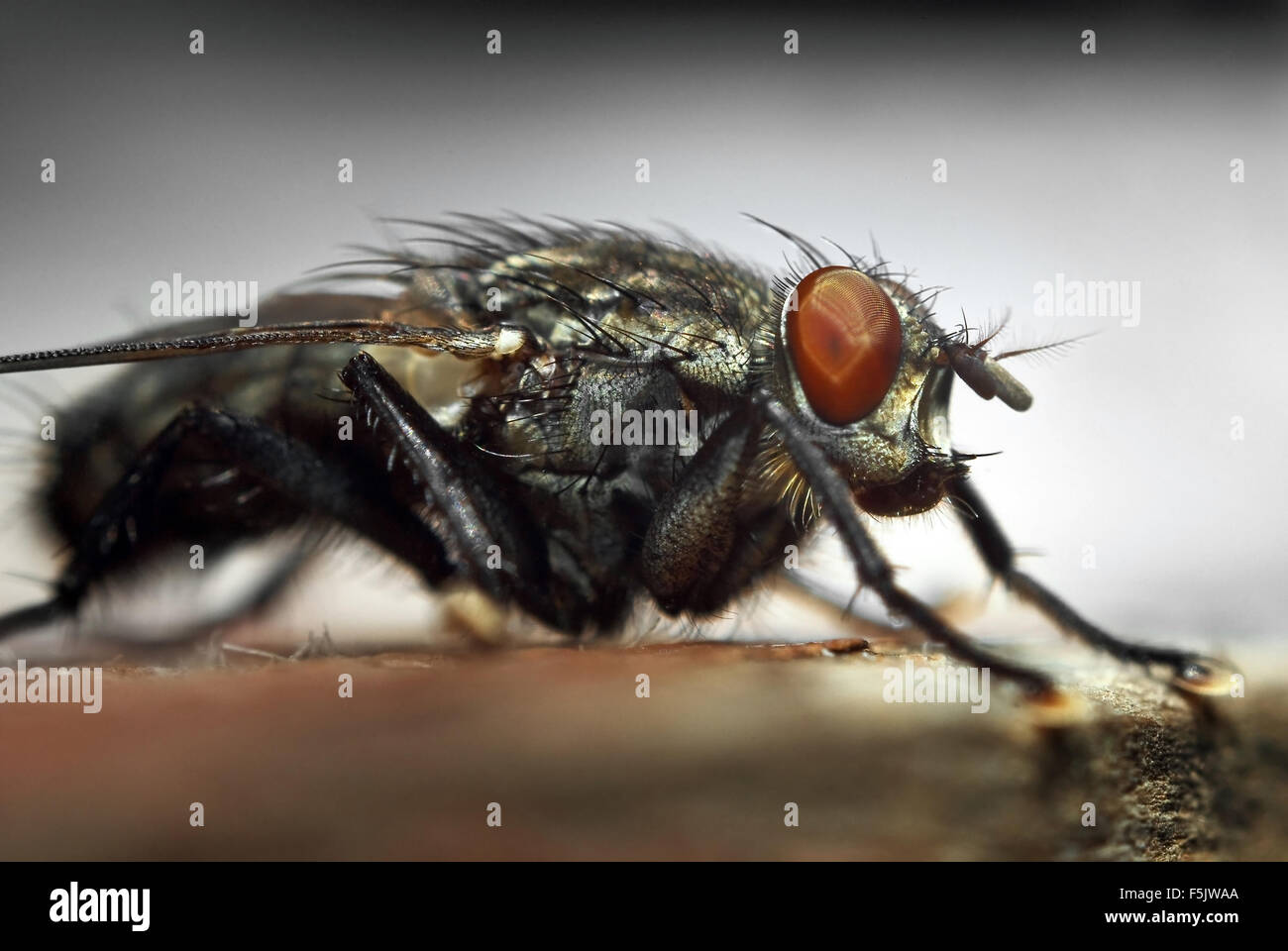 Insect detail hi-res stock photography and images - Alamy