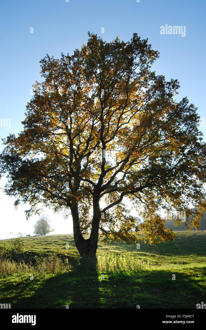 Backlit oak tree hi-res stock photography and images - Alamy