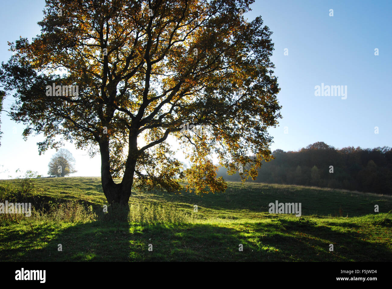 single backlit oak tree in landscape Stock Photo - Alamy