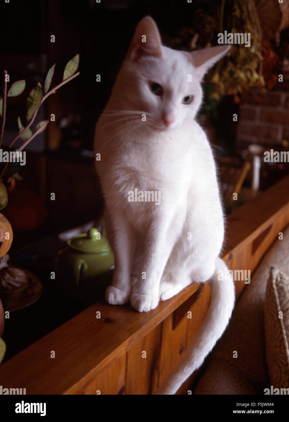 Close-up of a white cat sitting on a sideboard Stock Photo - Alamy