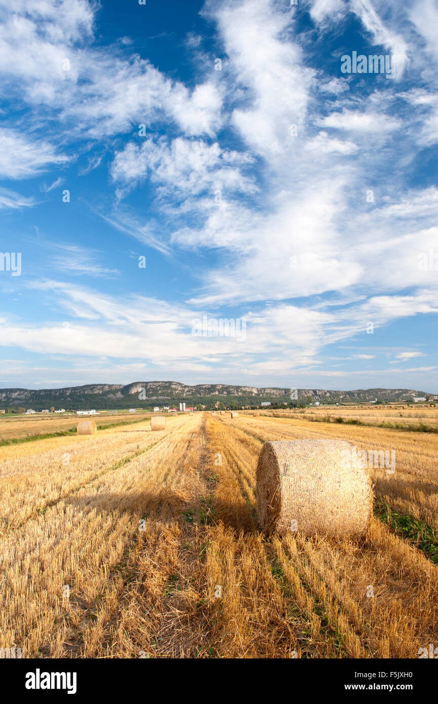 Round bales of hay in a field near Kamouraska, province of Quebec ...
