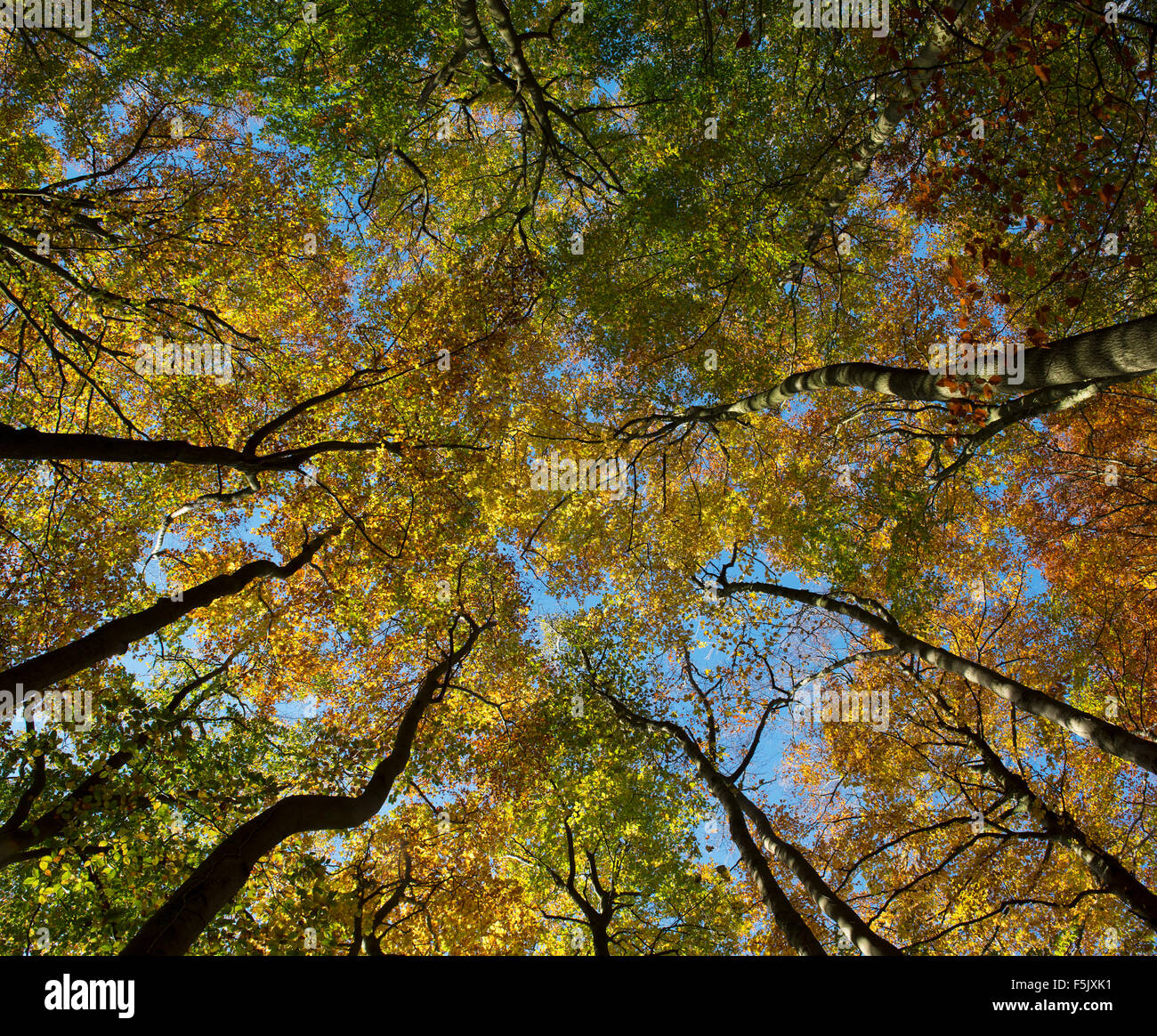 English beech tree pattern hi-res stock photography and images - Alamy