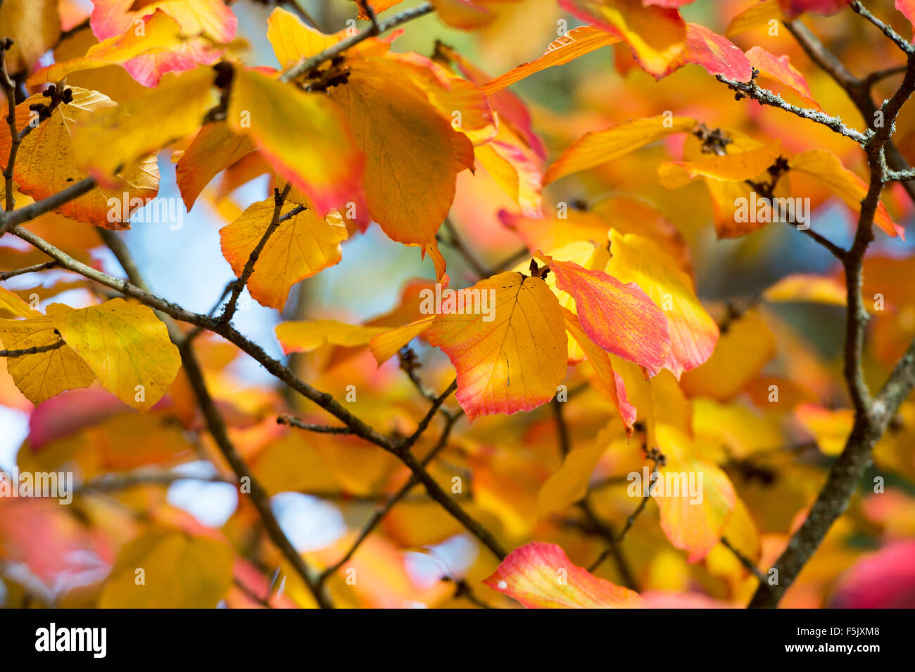 Witch hazel autumn foliage hamamelis hi-res stock photography and ...