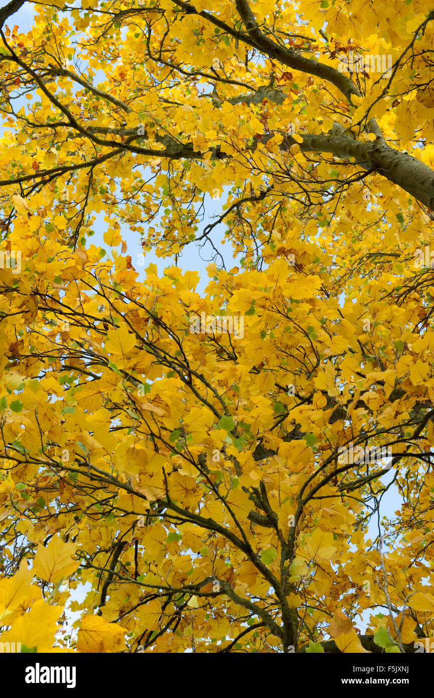 Liriodendron tulipifera fastigiatum hi-res stock photography and images ...
