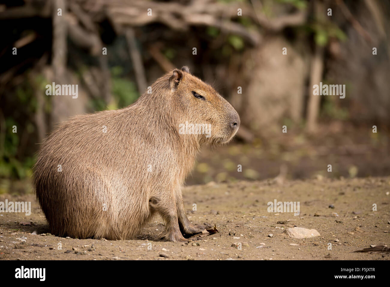 Close up photo of Capybara, Hydrochoerus hydrochaeris, the largest ...