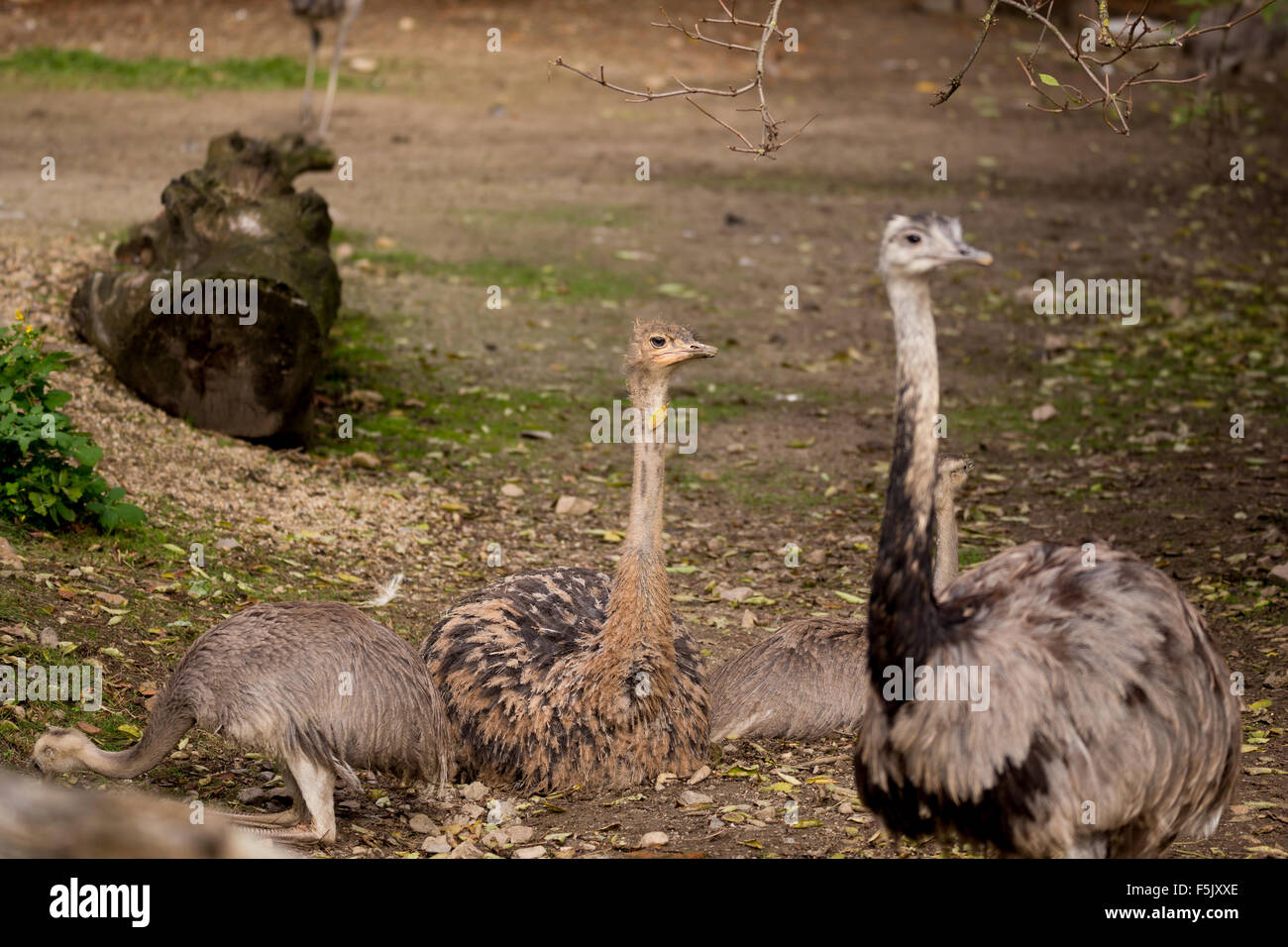 Family portrait of Australian Emu (Dromaius novaehollandiae) outdoor ...