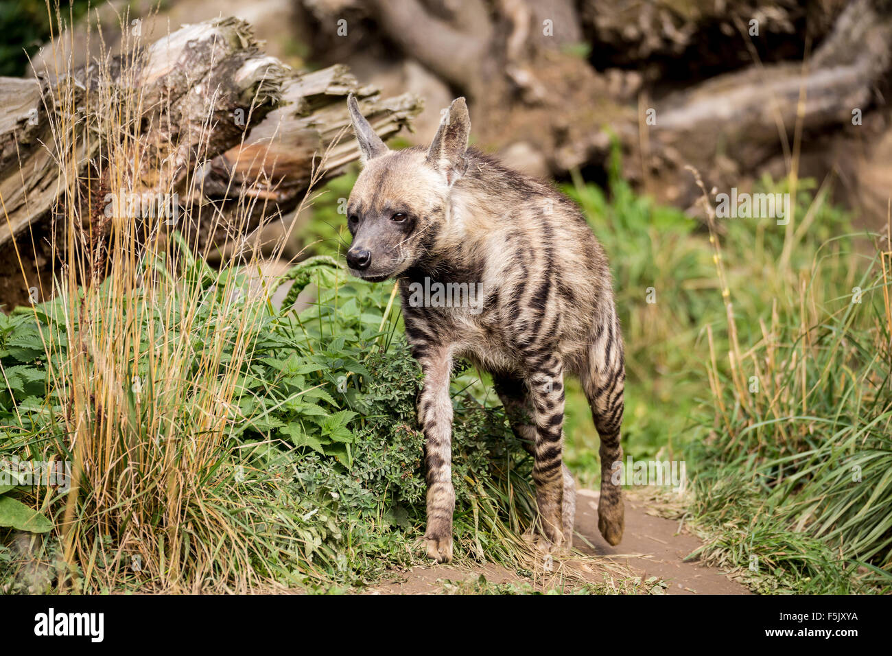 Striped hyena (Hyaena hyaena) with broad head and dark eyes Stock Photo ...