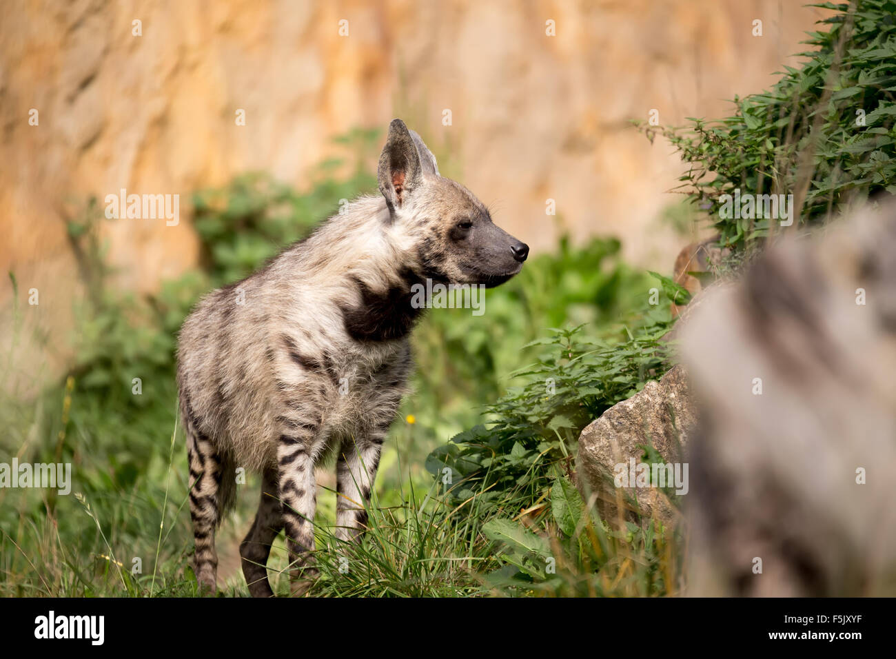 Striped hyena (Hyaena hyaena) with broad head and dark eyes Stock Photo ...
