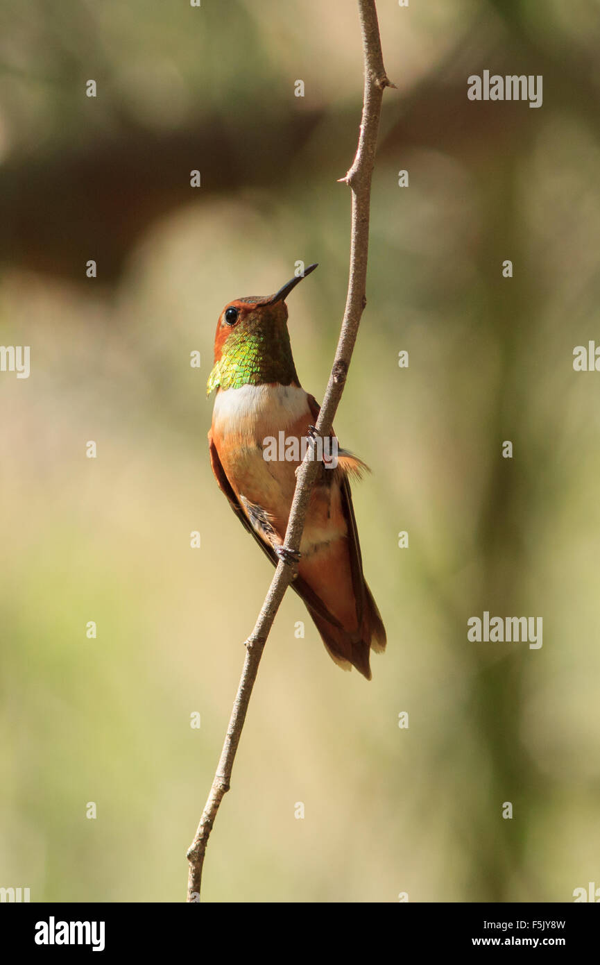 Rufous Hummingbird on Perch Stock Photo - Alamy
