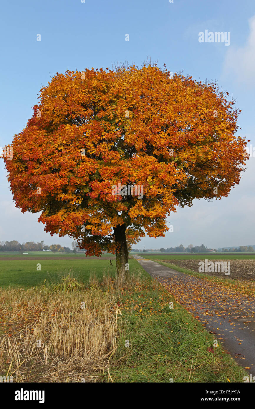 Norway maple (Acer platanoides), colourful autumn foliage, Feldflur ...