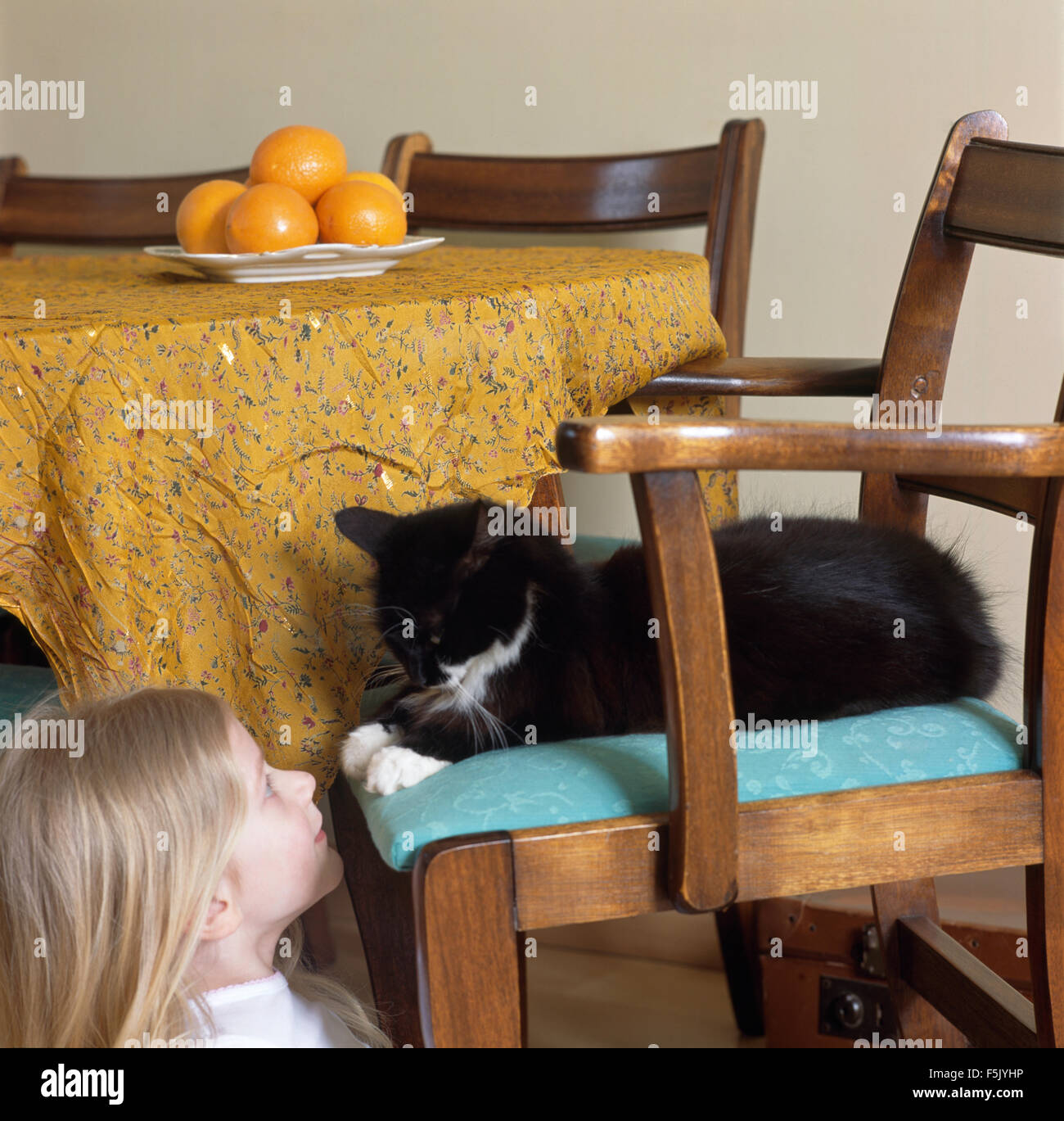 Small girl looking at a cat sitting on a dining chair FOR EDITORIAL USE ...