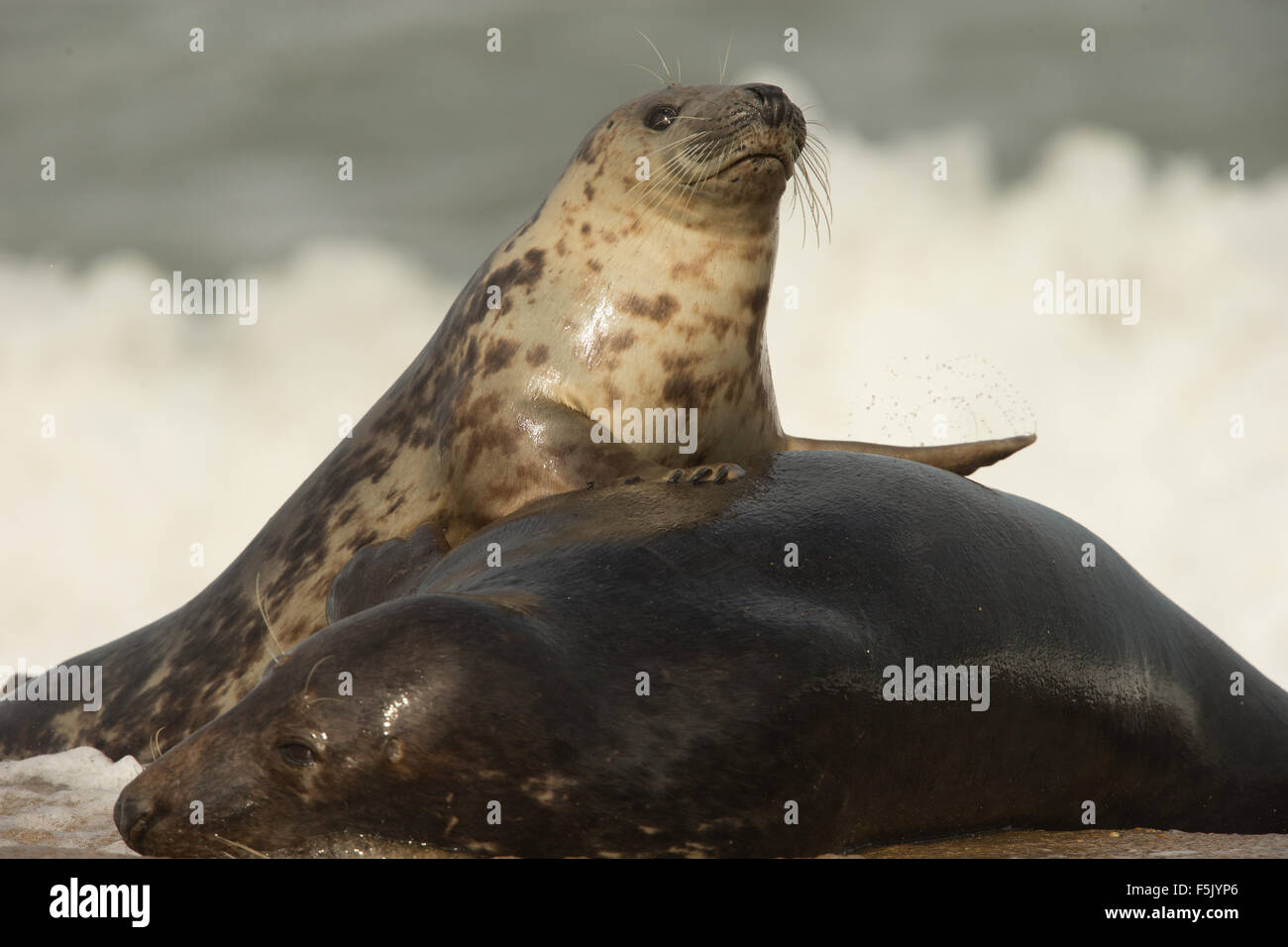 Seals norfolk coast uk hi-res stock photography and images - Alamy