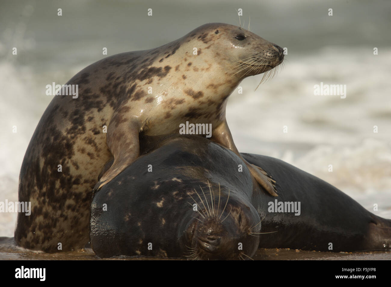 Grey seals playing among the serf, Norfolk, UK Stock Photo - Alamy