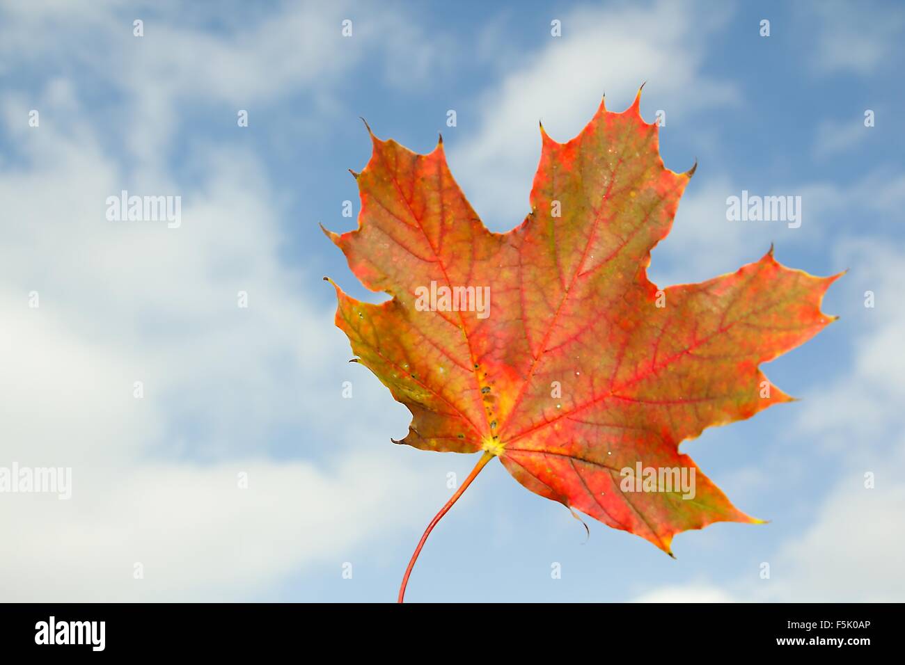 falling leaves - autumn color Stock Photo - Alamy