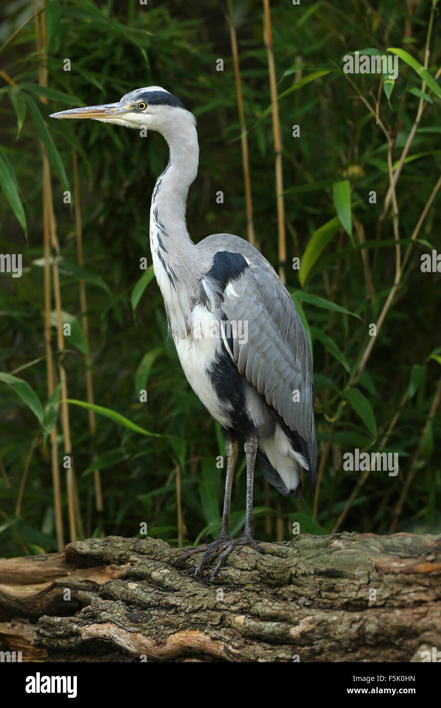 Great blue heron head crest hi-res stock photography and images - Alamy