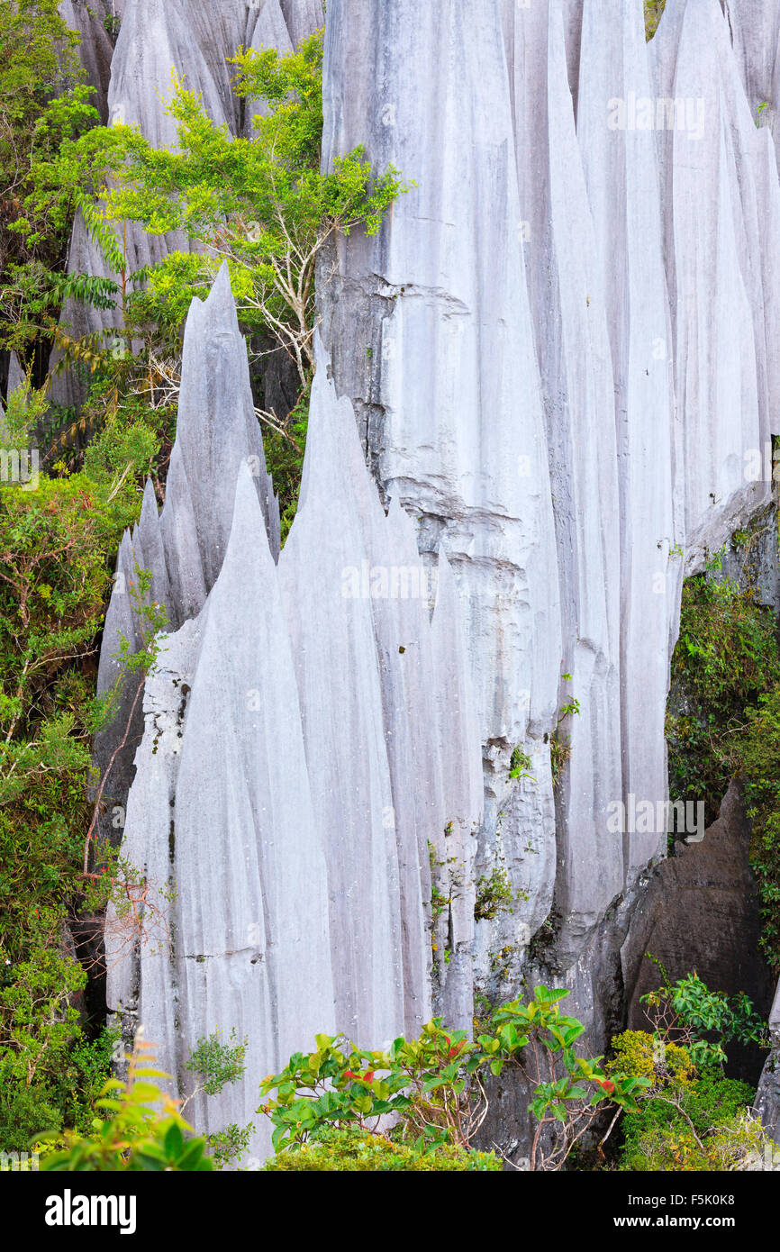 Limestone pinnacles at gunung mulu national park Stock Photo - Alamy