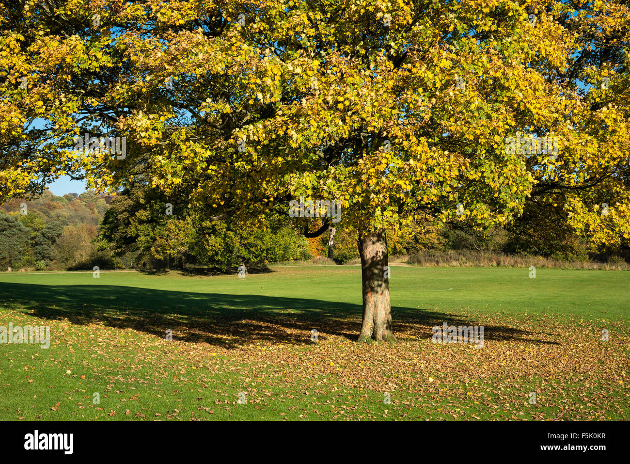 Sycamore tree in autumn hi-res stock photography and images - Alamy