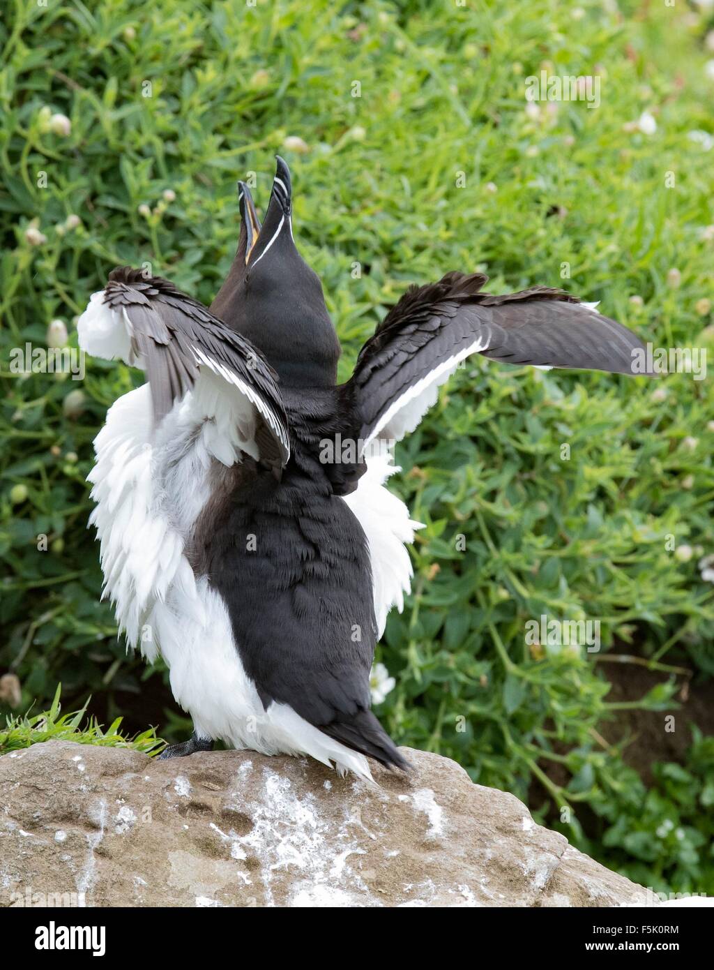 Puffin and razorbill hi-res stock photography and images - Alamy