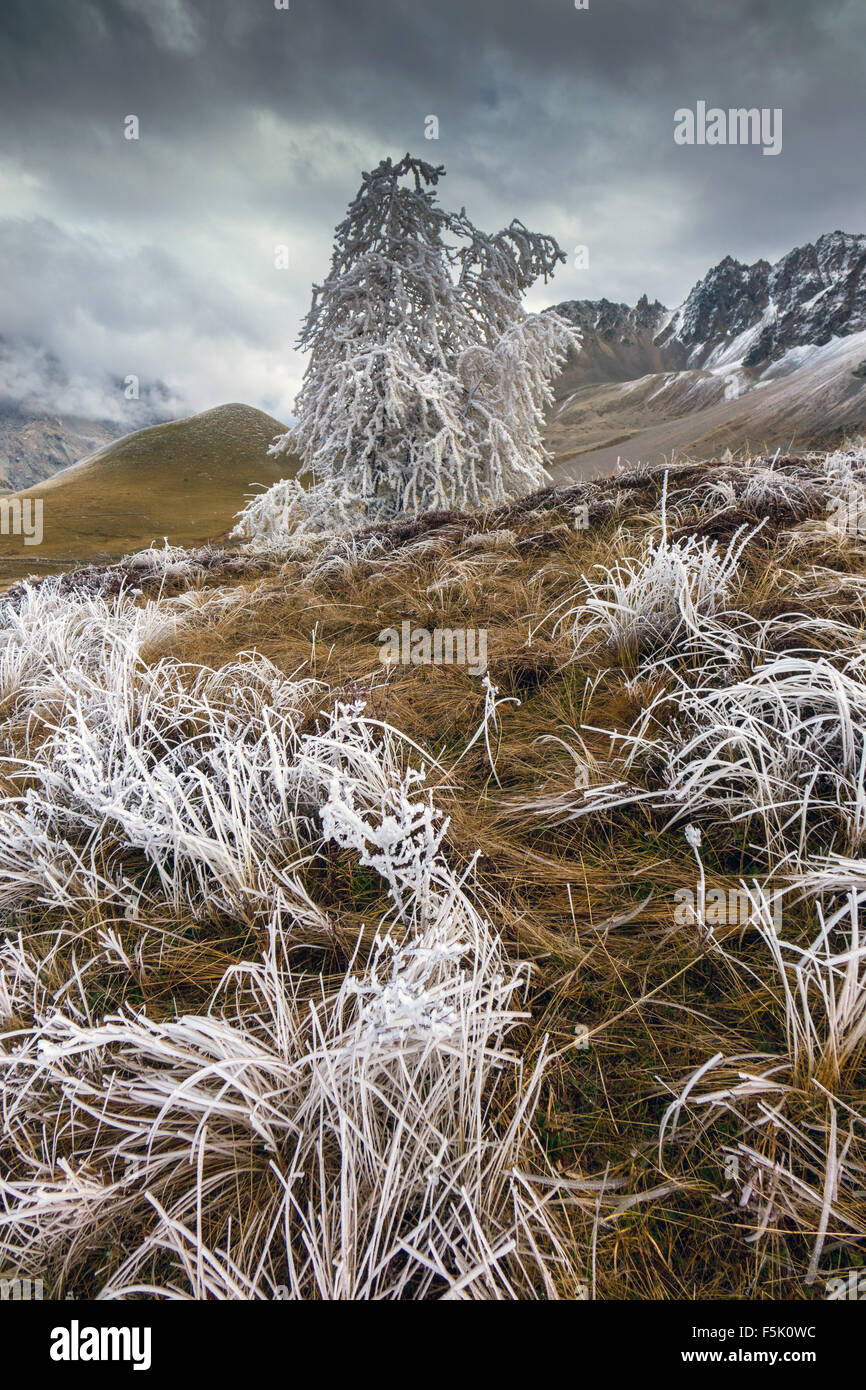 Frost trees grass hi-res stock photography and images - Alamy