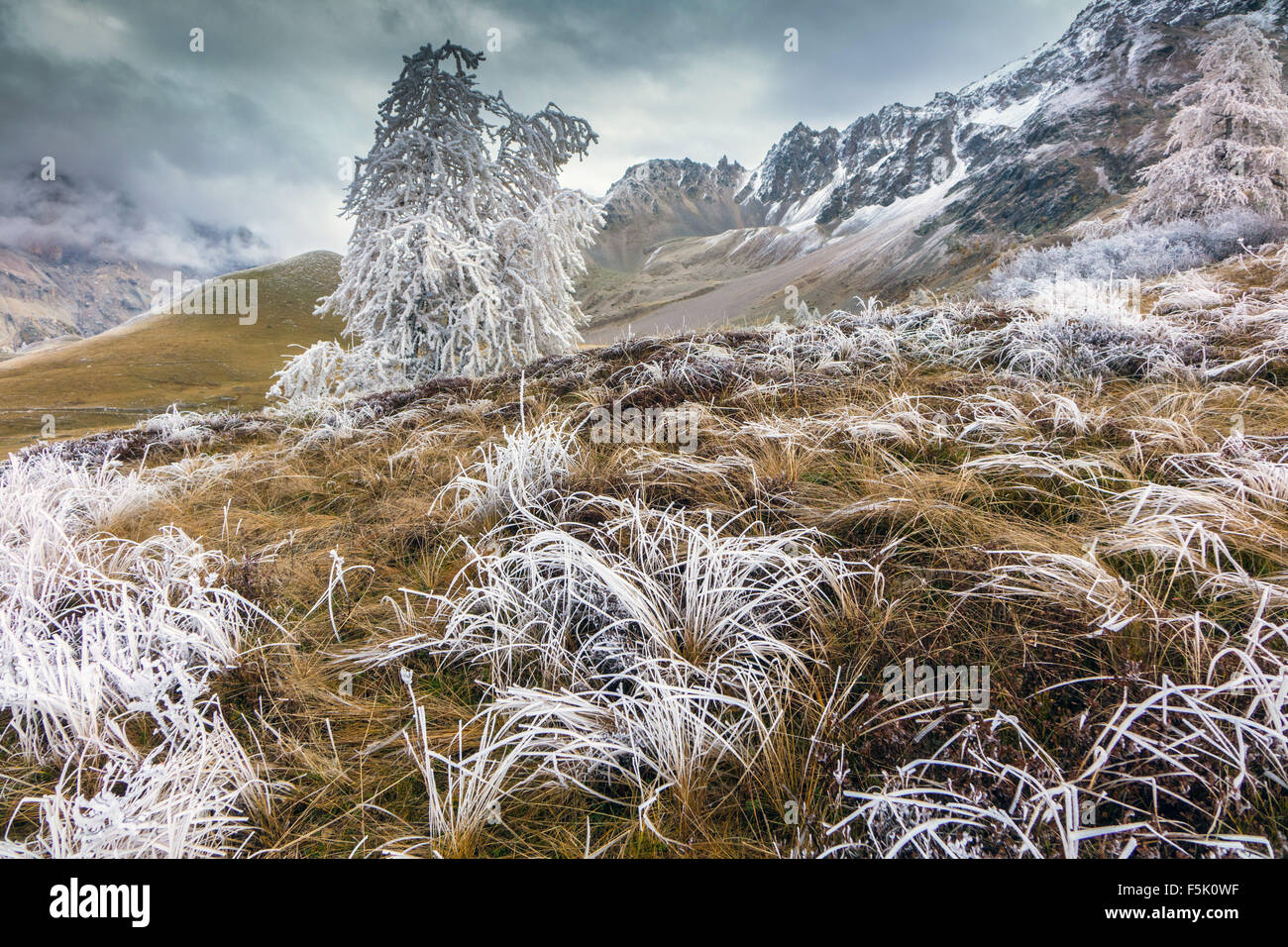 Permafrost Trees High Resolution Stock Photography and Images - Alamy