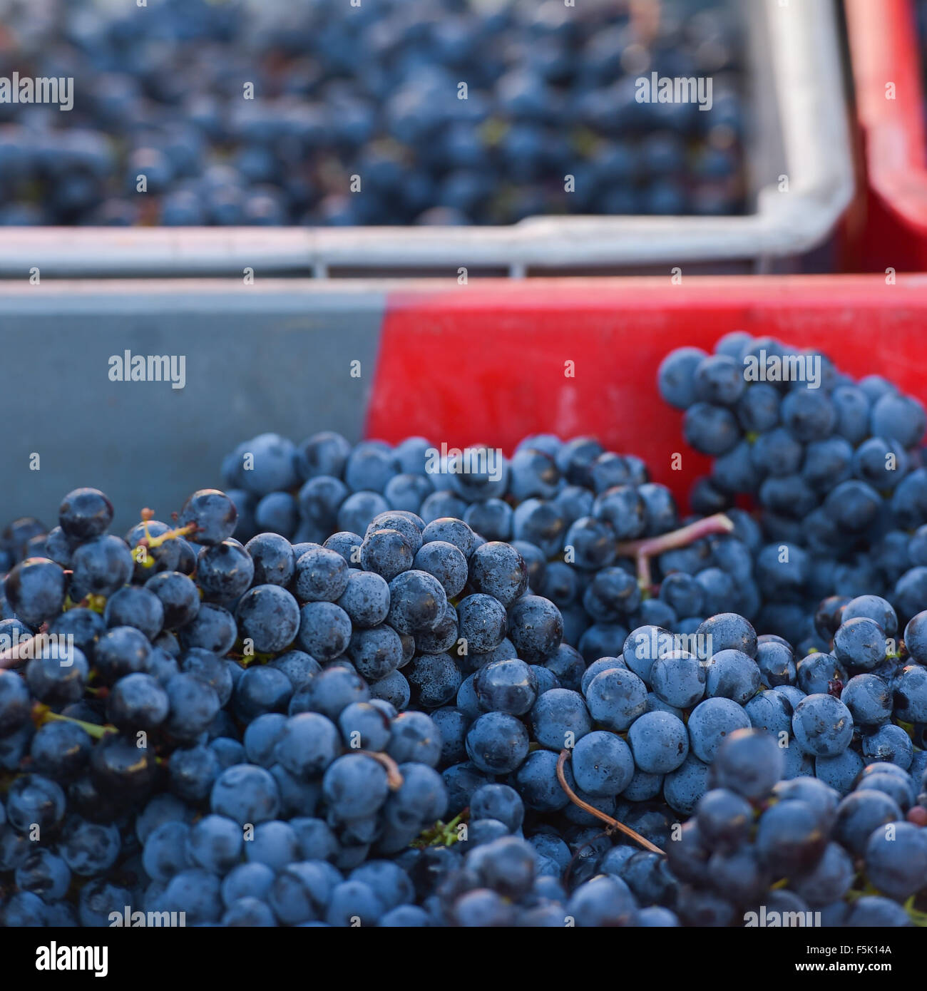 Vineyard bordeaux hi-res stock photography and images - Alamy