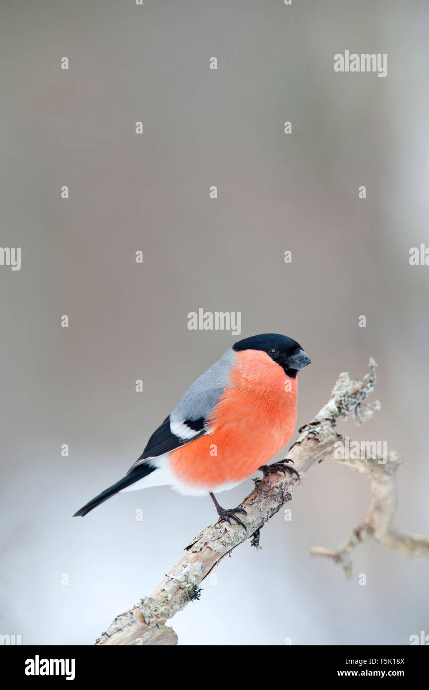 Bullfinch hi-res stock photography and images - Alamy