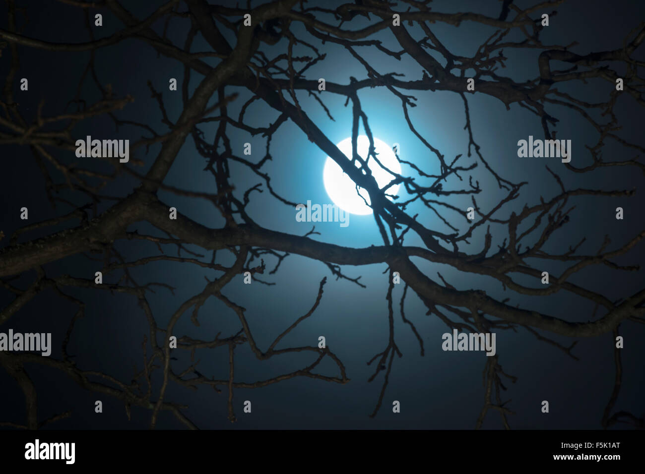 FULL MOON BARE WINTER BLACK WALNUT TREE BRANCHES Stock Photo - Alamy