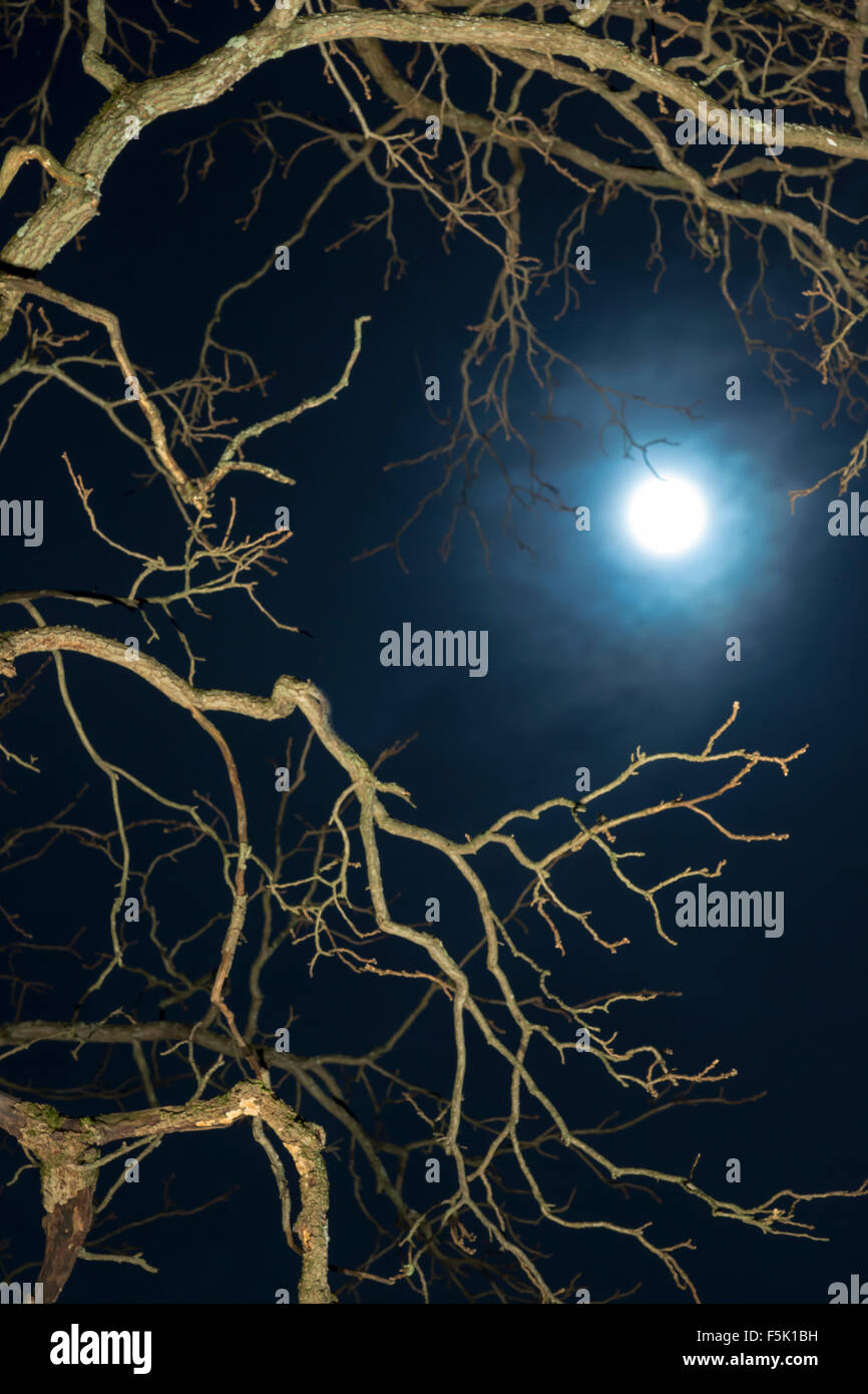 FULL MOON BARE WINTER BLACK WALNUT TREE BRANCHES Stock Photo - Alamy