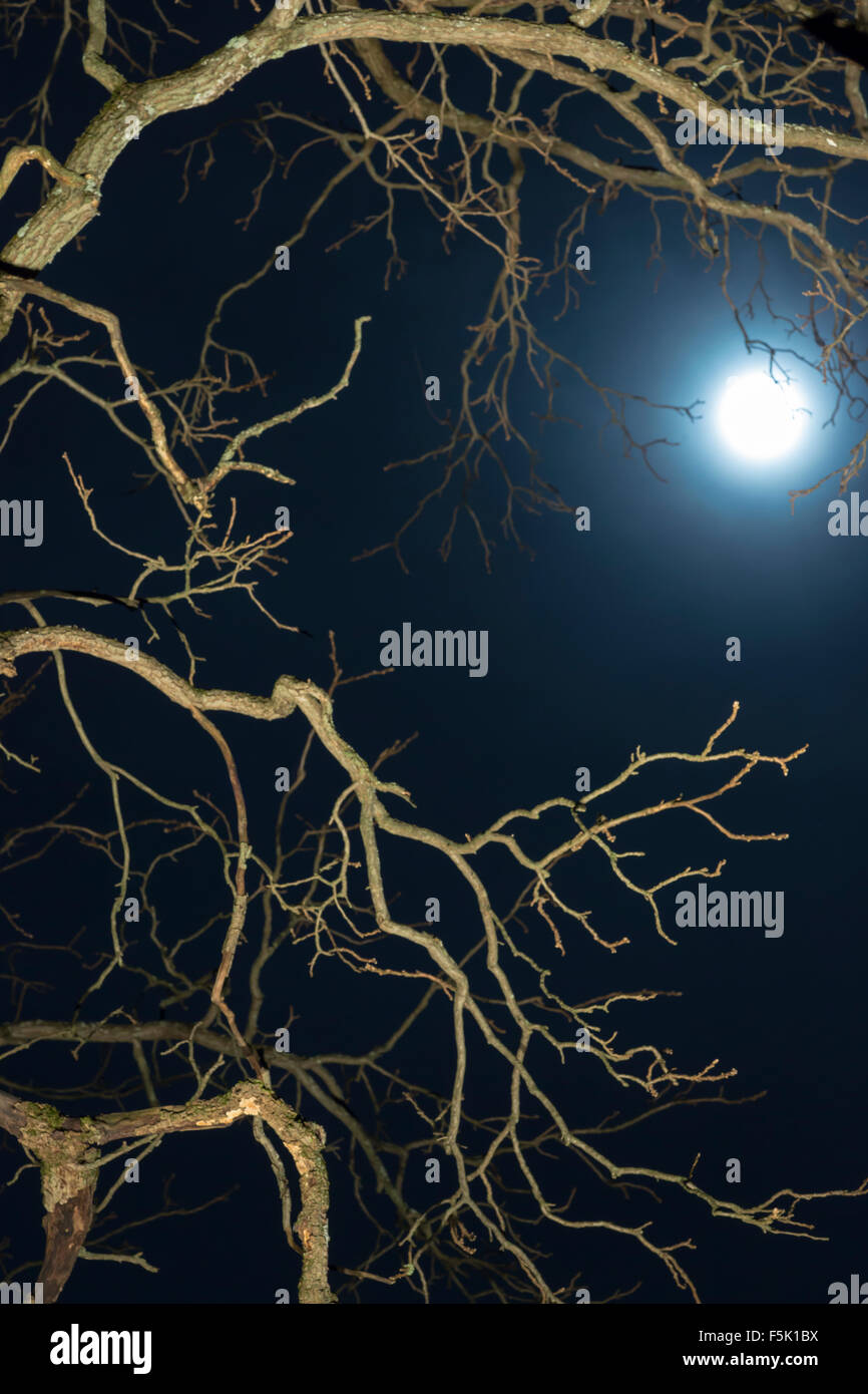 Scary Tree Branches High Resolution Stock Photography and Images - Alamy