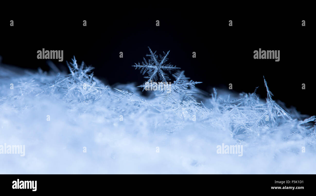 natural snowflakes on snow Stock Photo - Alamy