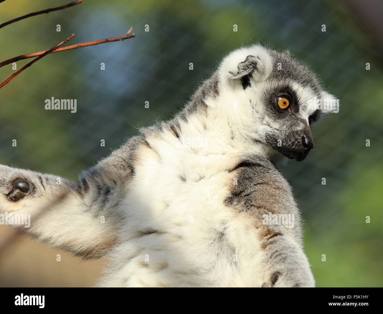 Staring lemur hi-res stock photography and images - Alamy