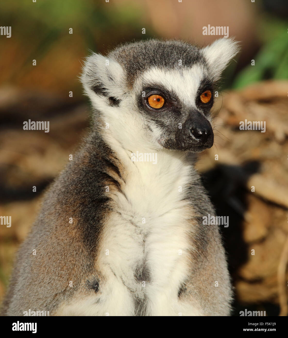 Staring lemur hi-res stock photography and images - Alamy