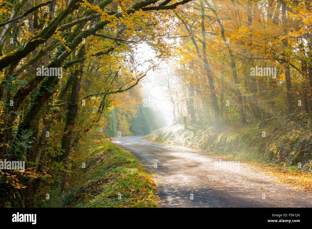 Trees and mist and countryside hi-res stock photography and images - Alamy