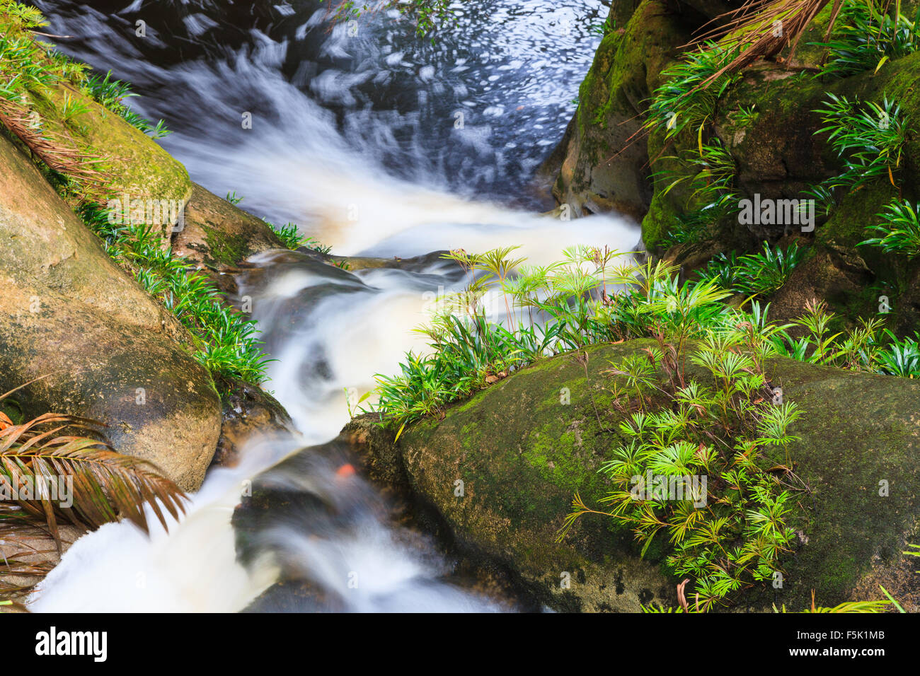 Scenic jungle hi-res stock photography and images - Alamy