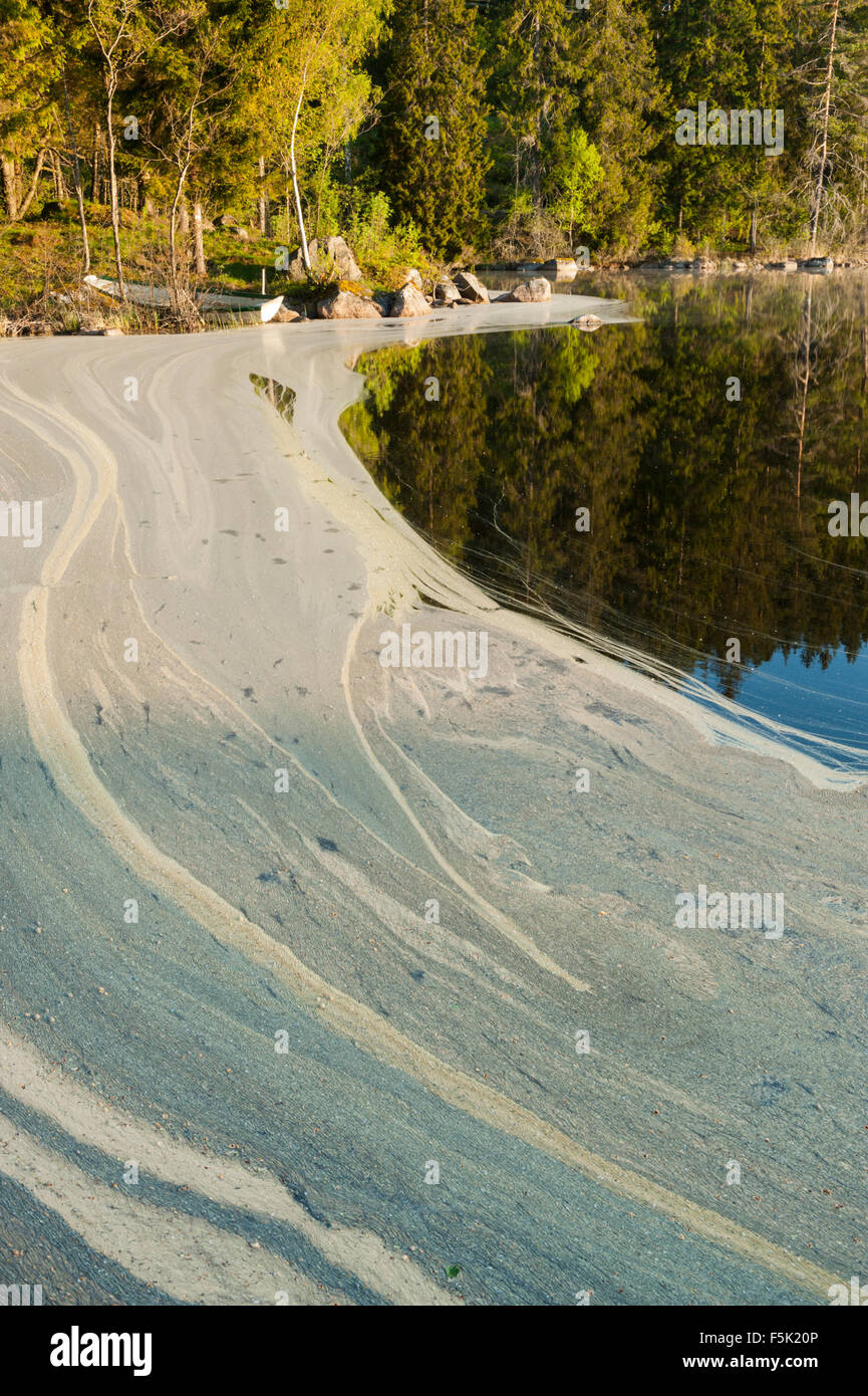 Pollen on water surface hi-res stock photography and images - Alamy