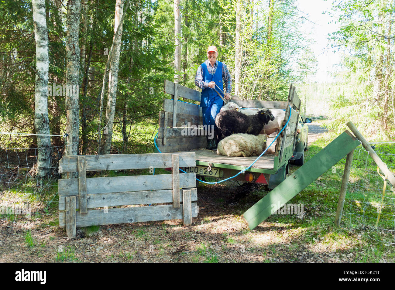 Farmer unloading sheep Stock Photo - Alamy