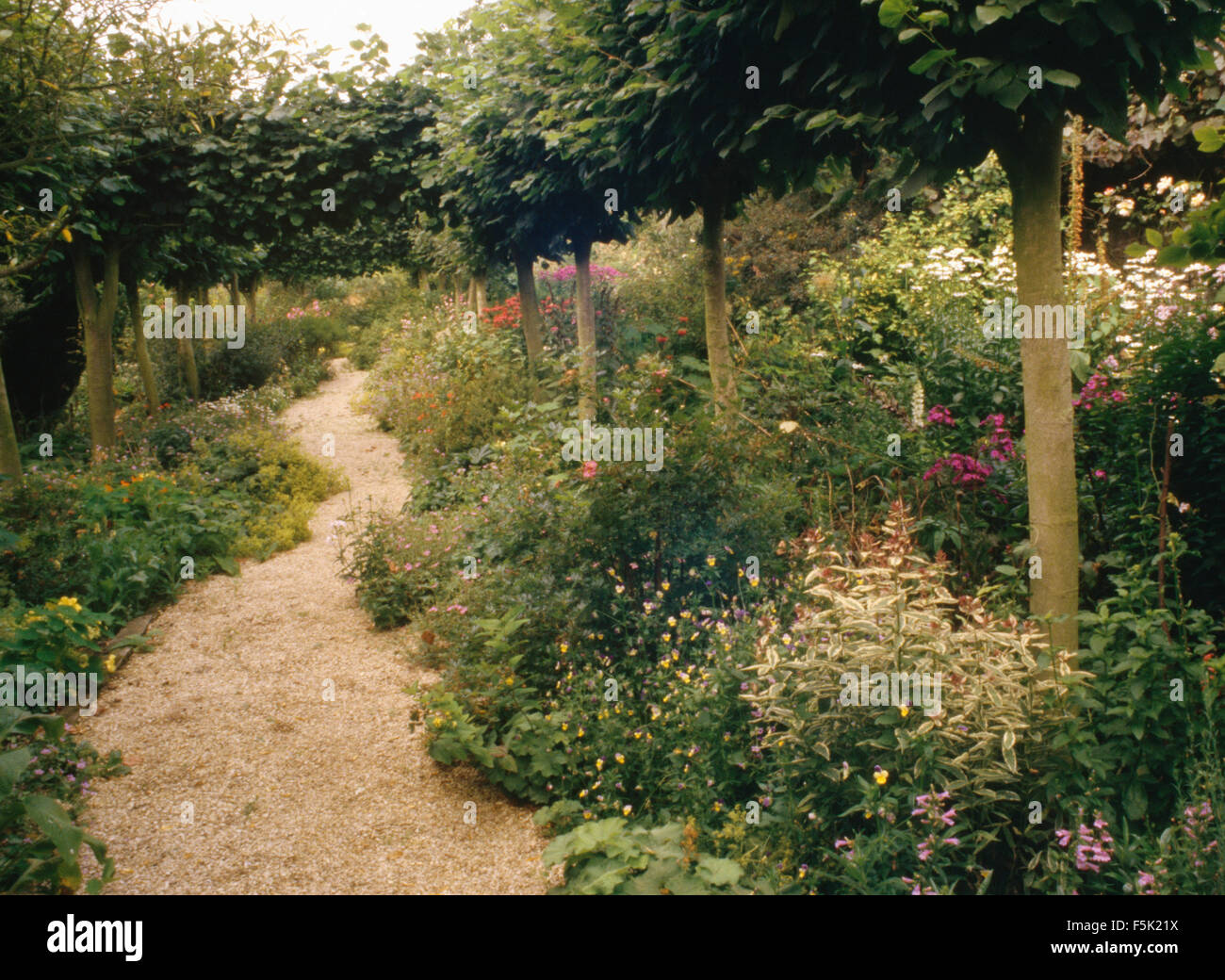 Path through summer borders with pleached trees in large country garden ...